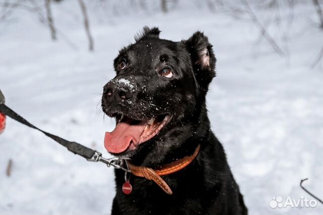 Изящный и Мужественный пес Блэк ищет опытные руки