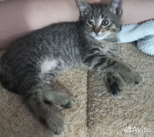 Котёнок 2 месяца