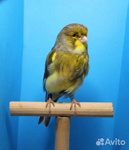 Канарейки. Глостер