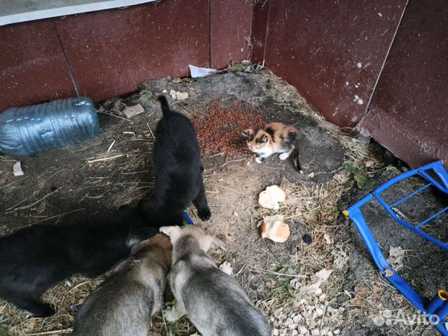 Котята и щенки в добрые руки