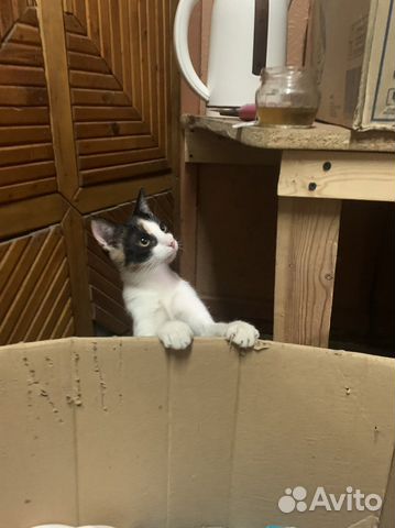 Кошка - подружка