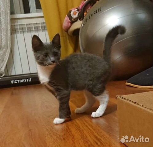 Котенок-девочка Егоза., 2,5-3 месяца