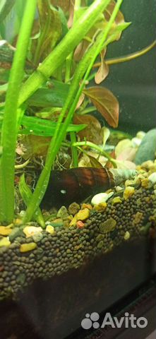 Улитки тиломелания