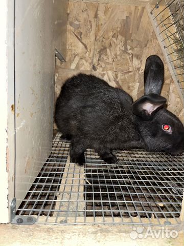 Продам крупную крольчиху