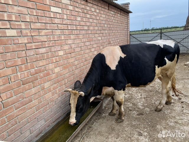 Продажа быков