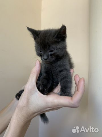 Котенок мальчик в добрые руки