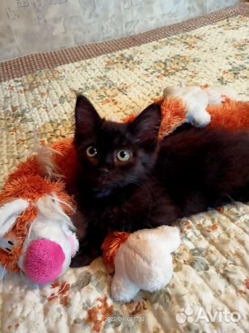 Черная принцесса