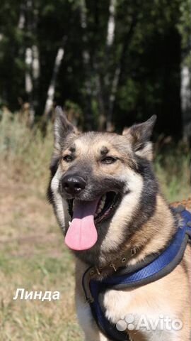 Собака в добрые руки. Линда