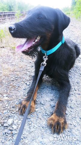 Отдам в добрые руки Ягдтерьера