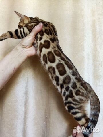 Бенгальская