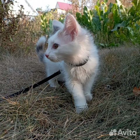 Котенок мальчик приносит радость