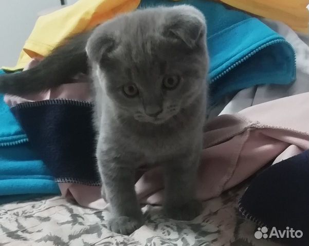 Шотландская вислоухая