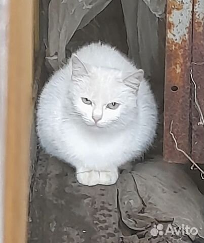 Белая кошка на промзоне