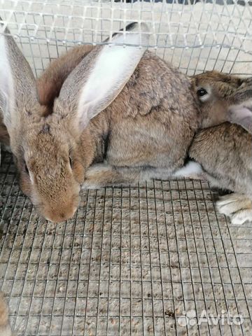 Кролики великаны