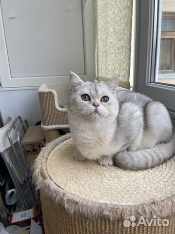 Британский подрощенный котик