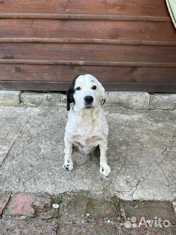 Русский спаниель вязка