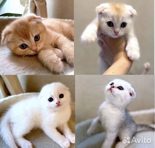 Шотландские вислоухие котята