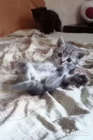 Шотландские котята