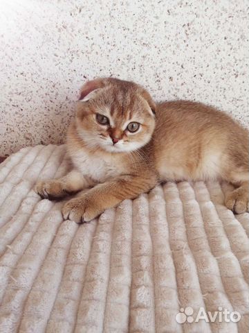 Золотая шиншиллка. Котик