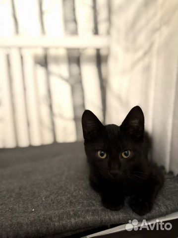 Котёнок Стич