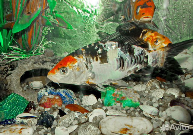 Карп кои и скалярии