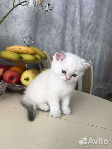 Котенок малышка шотландочка