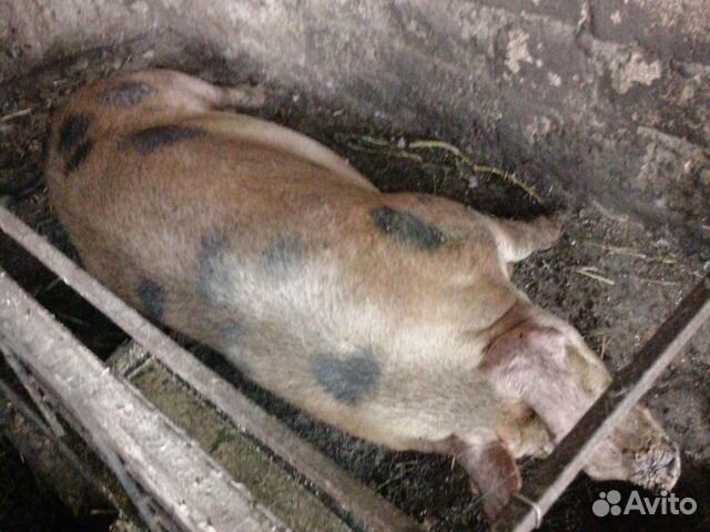 Хряк на племя ландрас+ дюрок. Возрост два года