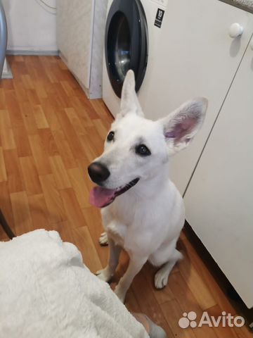 Щенок фенотип бшо ищет дом