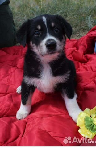 Щеночку страшно в приюте