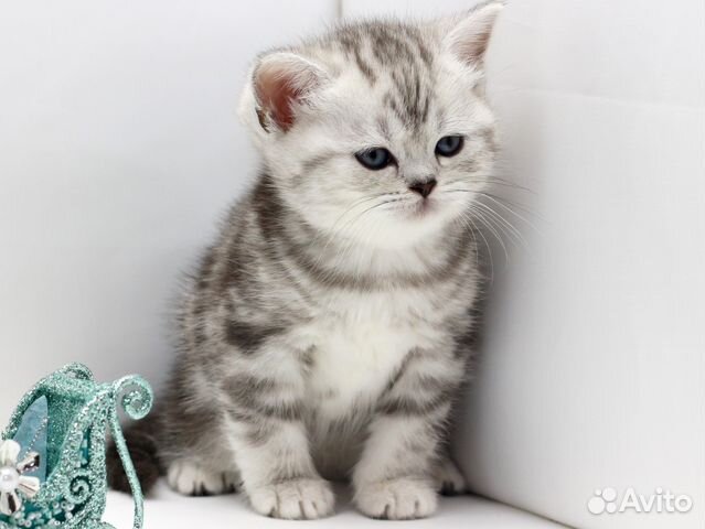 Котята шотландские (страйты и фолды). Продажа