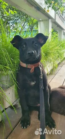 Гарри и Фёдор в добрые руки