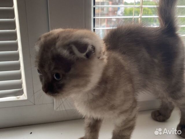 Котенок шотландский вислоухий