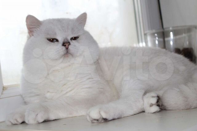 Кот на вязку. Есть котята