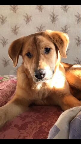 Собака, 5 мес. Приучен к выгулу, привит