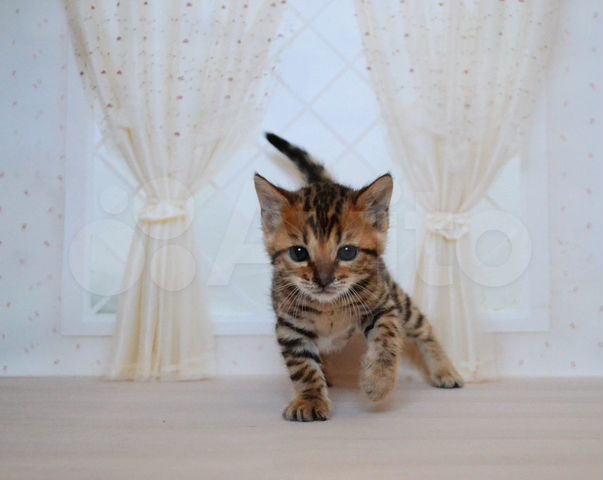 Элитная кисуля