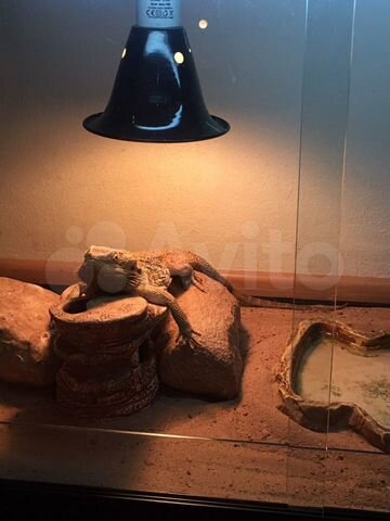 Бородатая агама