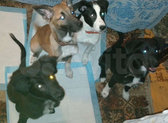 Щенки средне-крупной собаки