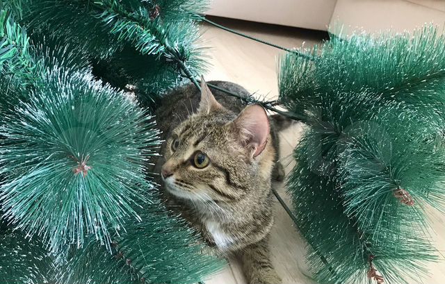 Лесная кошка Фея