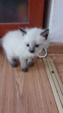 Котята
