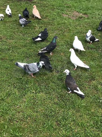 Продаются голуби бакинские, бойные