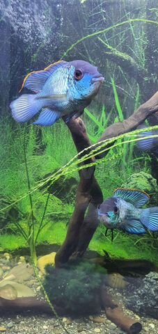 Нанокара неоновая