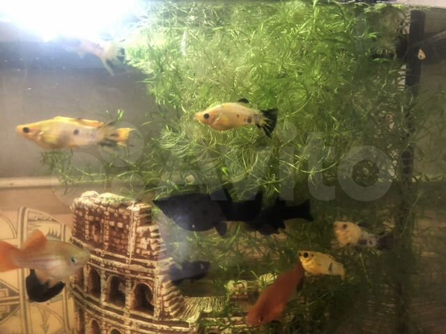 Моллинезия