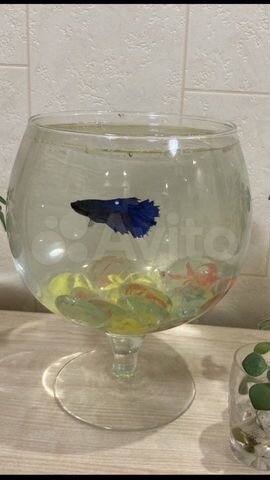 Рыбка- петушок