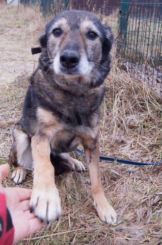 Чебурашка в поисках дома