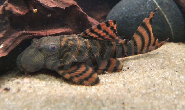 Сом L397 красная зебра