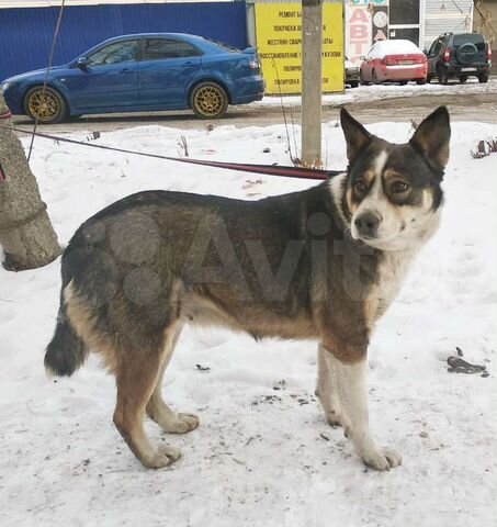 Ромашка отдам в добрые руки. Доставка