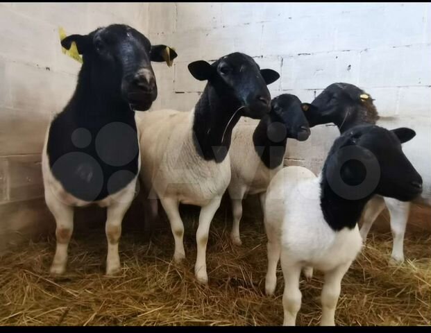 Бараны дорпер