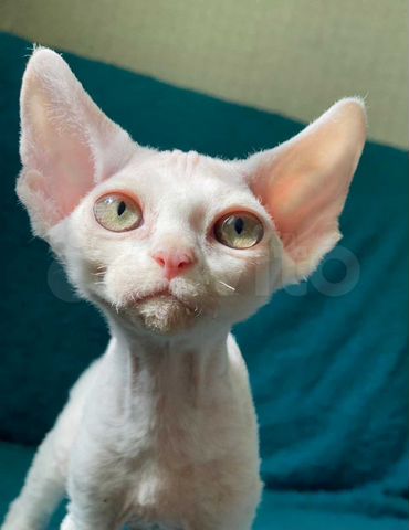 Девон-рекс мальчик