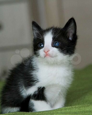 Кошка Нюся 1.5 мес