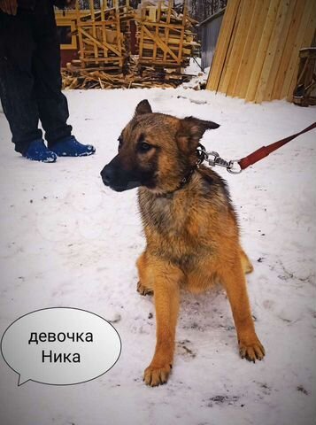 Собака